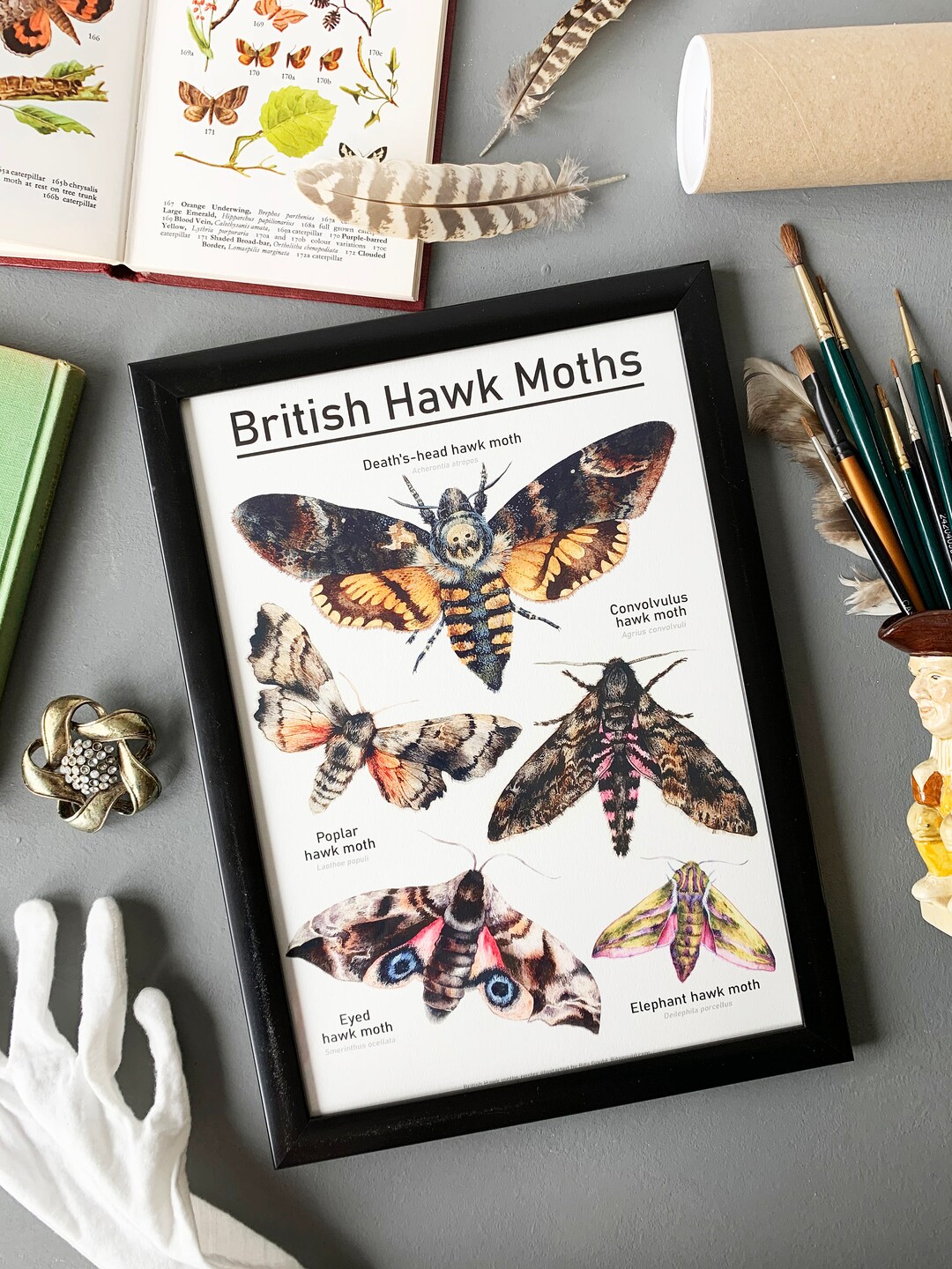 British Hawk Moths Print - Moths Print - Scientific Moths Print - Moth ...