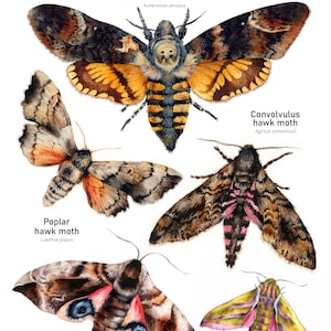 British Hawk Moths Print - Moths Print - Scientific Moths Print - Moth ...