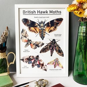 British Hawk Moths Print - Moths Print - Scientific Moths Print - Moth ...
