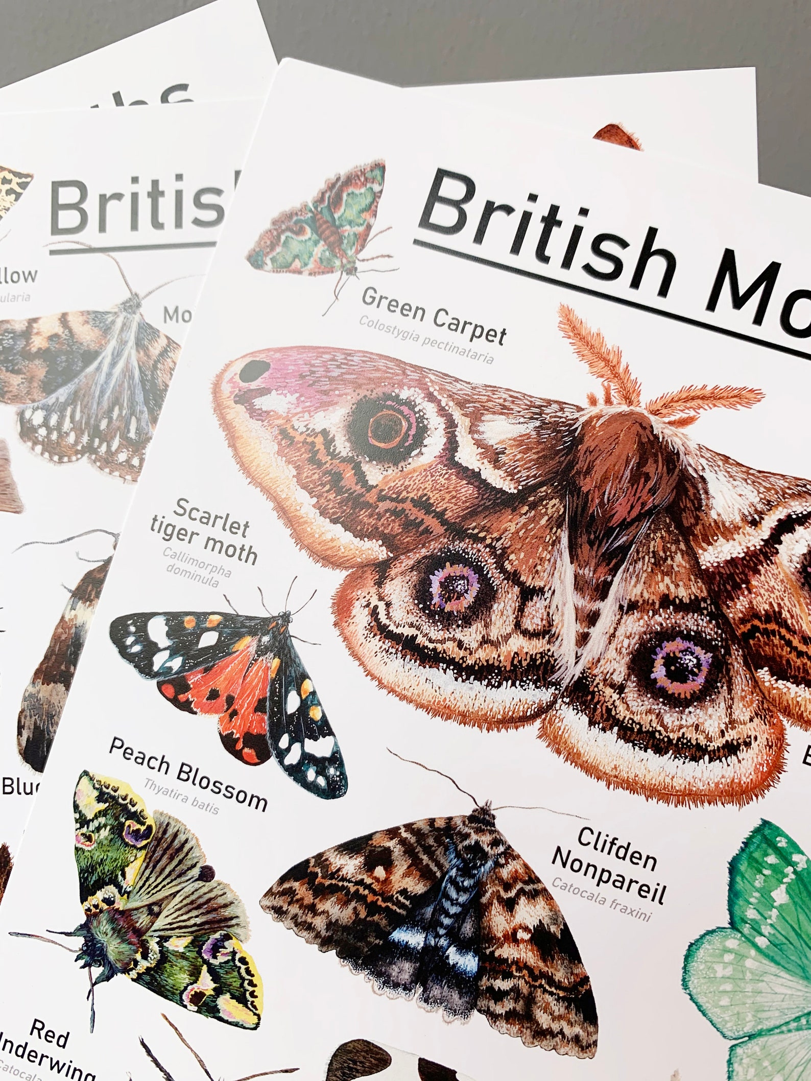 British Moths A5 Identification Chart Wildlife Card Set of | Etsy
