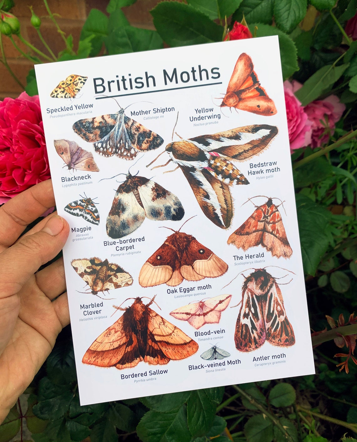 British Moths A5 Identification Chart Wildlife Card Set of | Etsy