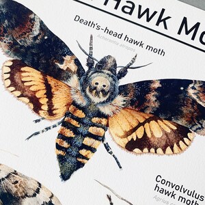 British Hawk Moths Print - Moths Print - Scientific Moths Print - Moth ...