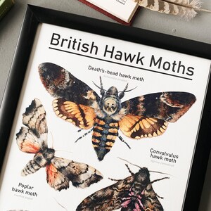 British Hawk Moths Print - Moths Print - Scientific Moths Print - Moth ...