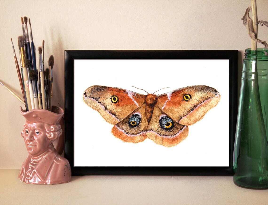 Polyphemus Moth Print Antheraea Polyphemus Illustration - Etsy