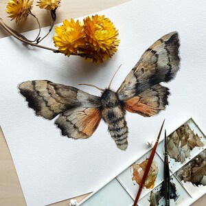 Original Poplar Hawk Moth Illustration Original Illustration ...