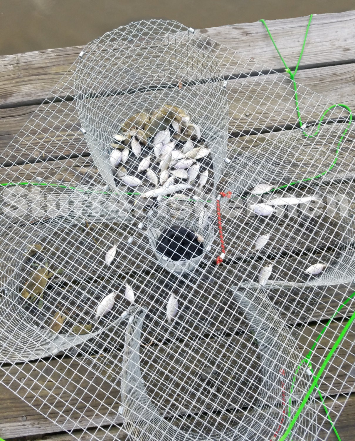 Handmade to Order, Bait-fish, Perch, Minnow, Bream Trap. Galvanized ...