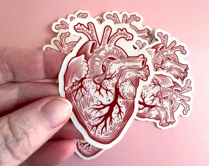 Anatomical Human Heart Vinyl Sticker Great Doctors Nurses - Etsy