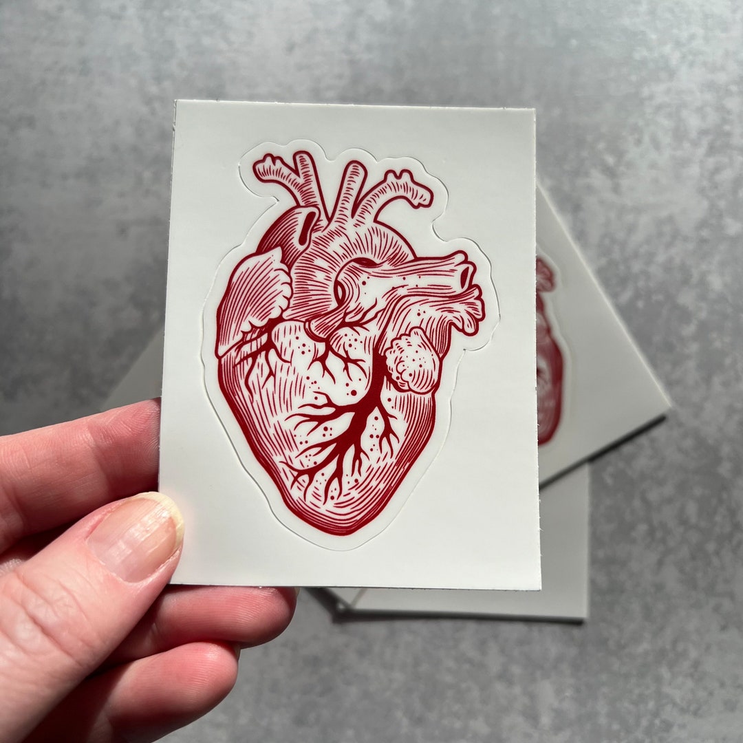 Anatomical Human Heart Vinyl Sticker - Great for Doctors, Nurses, Med ...