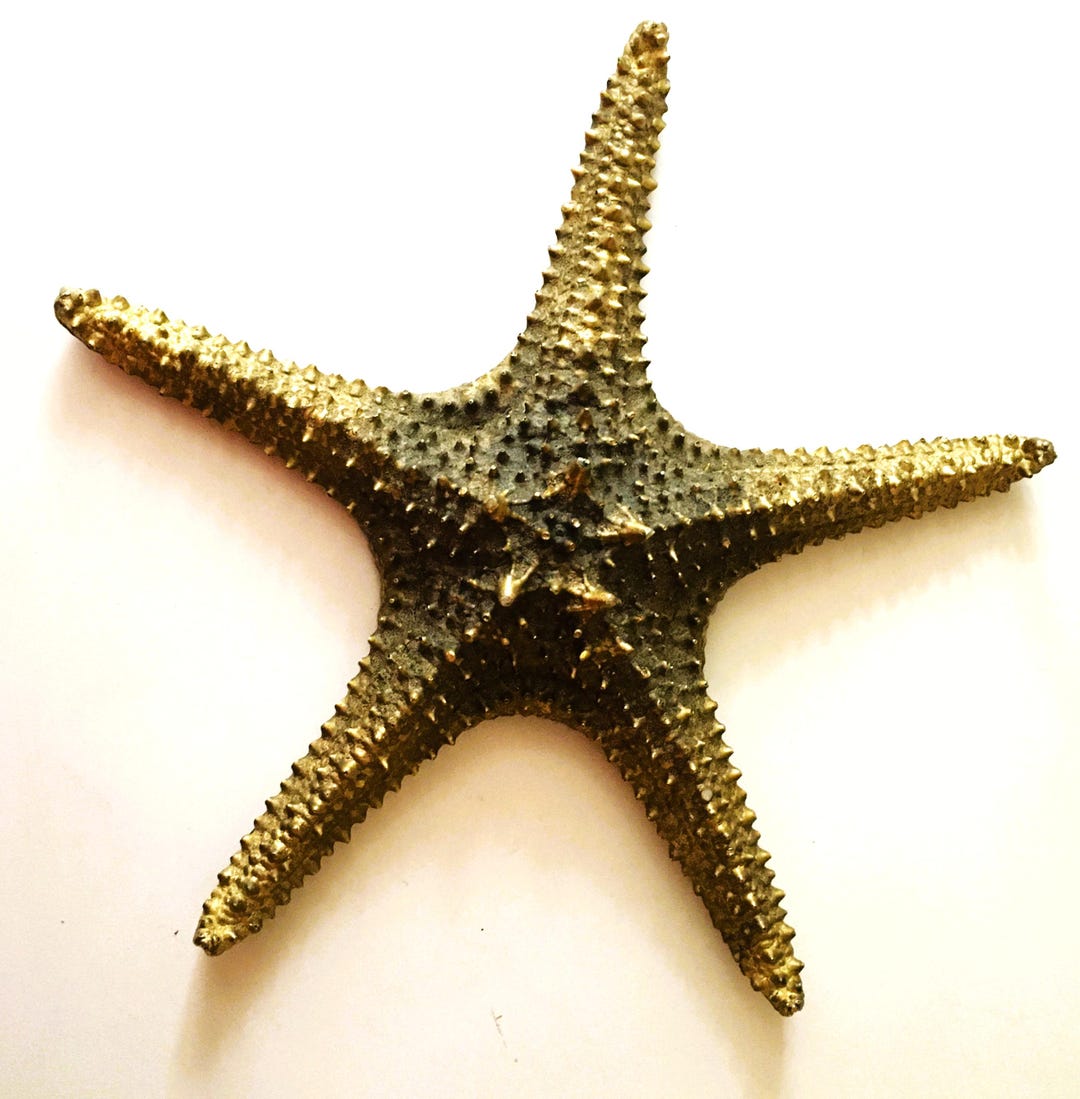 Large Genuine Gilded Starfish; Wall Decoration, Paperweight, Home Decor ...