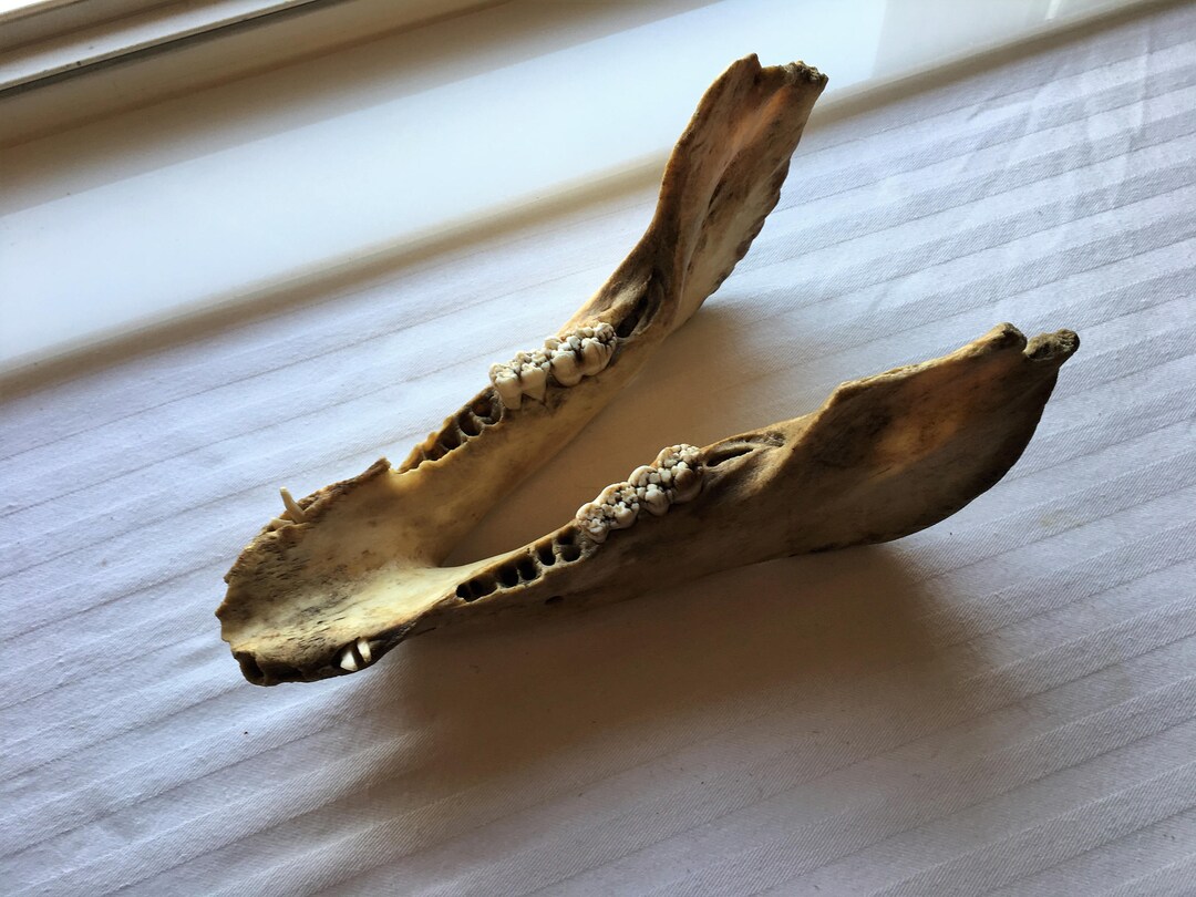 Animal Skullfull Lower Jawbone With Teethmiscellaneous Animal ...