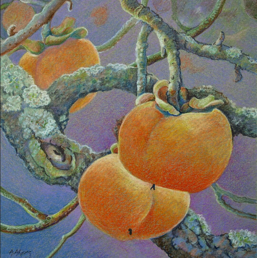 Ripe Persimmons Print From Original Prismacolor Colored Pencil - Etsy