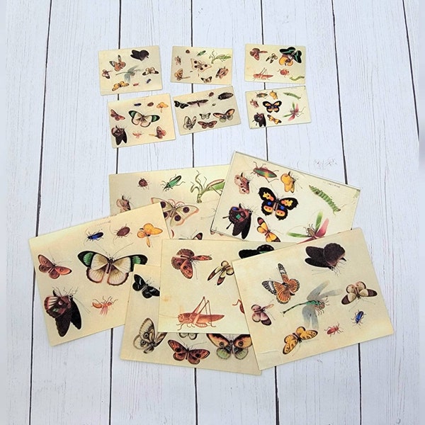 Insect Diorama - Etsy