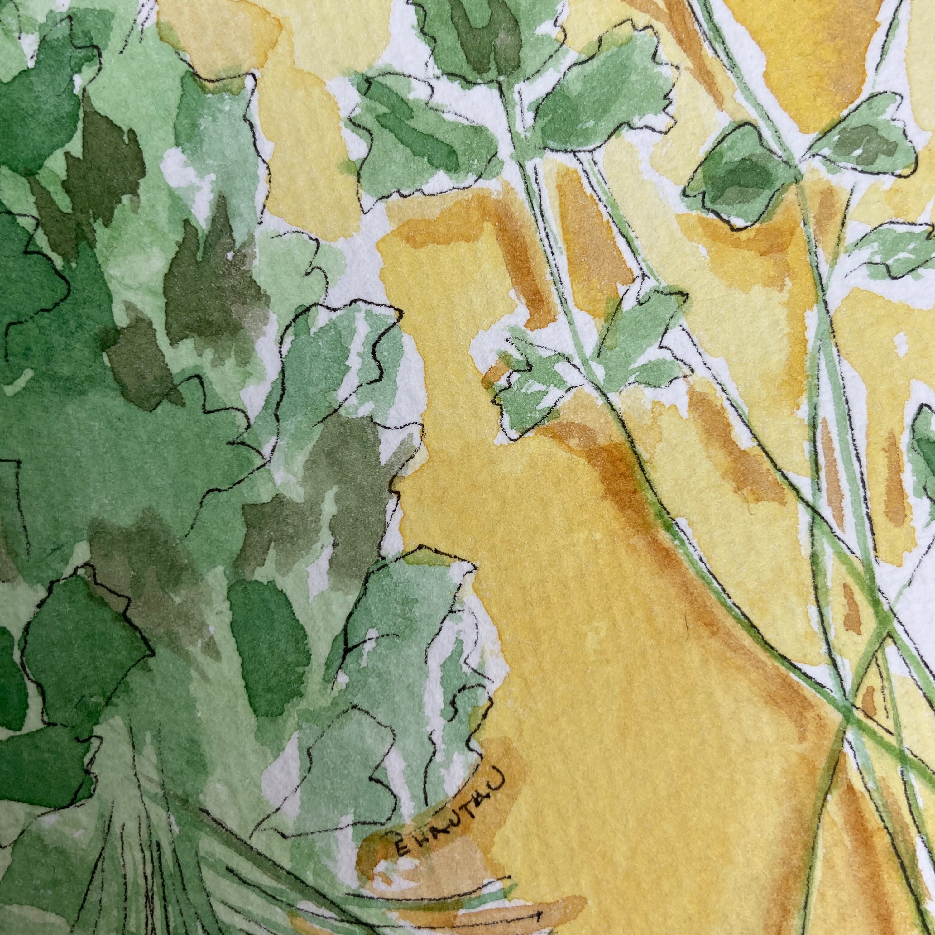 Cilantro on yellow watercolor original small art on paper | Etsy