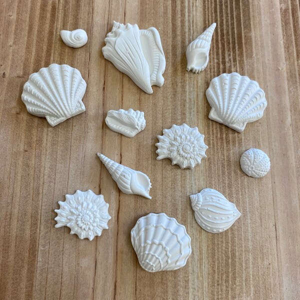 Seashell Collection - Etsy