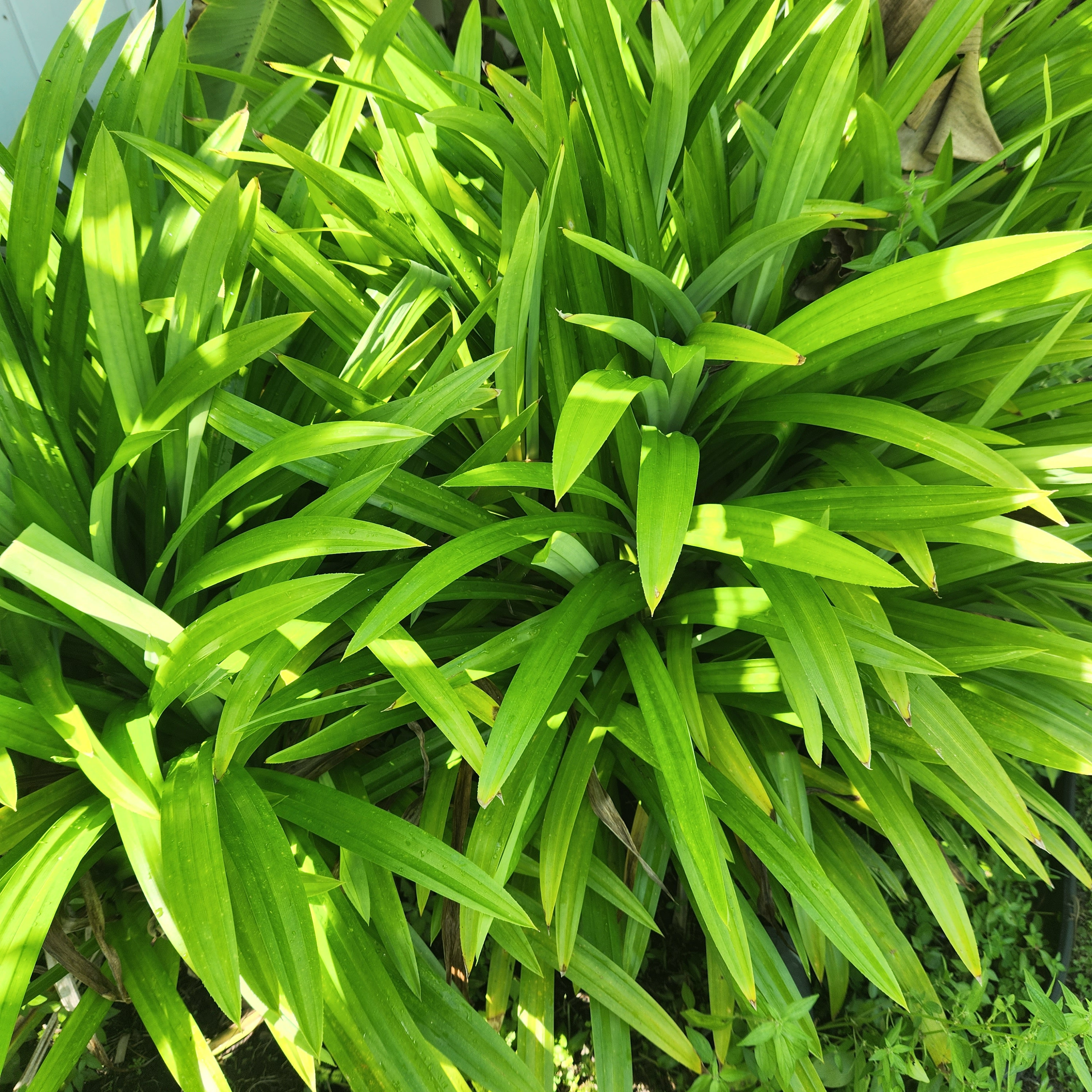 Pandan Leaves: Freshly Cut/ Ship Same Day/ Organic Rampe Leaf, Culinary ...