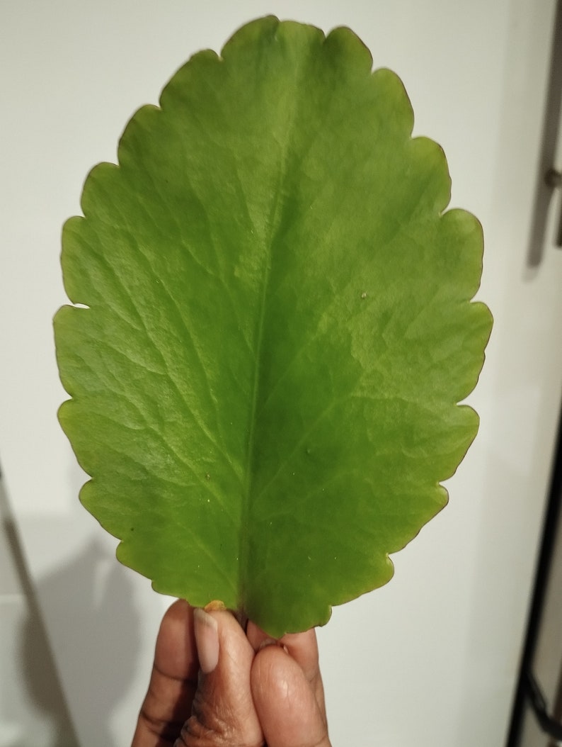 Miracle Leaves/akka Pana Leaves/kalanchoe Pintana/ World Leaf/ Buy With ...