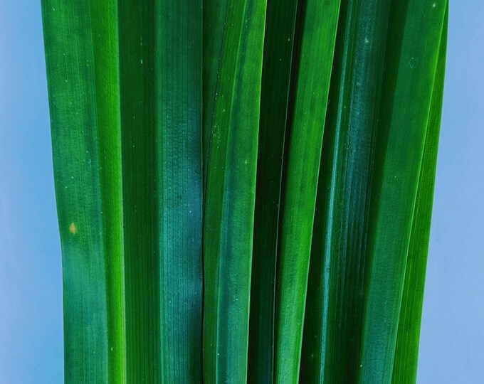 Fresh Pandan Leaves, Screwpine Leaves, La Dua, Pandanus, Hojas Pandan ...