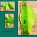 Miracle Leaves/akka Pana Leaves/kalanchoe Pintana/ World Leaf/ Buy With ...