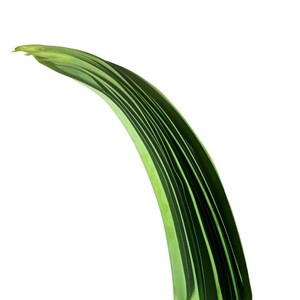 Pandan Leaves (square Pieces)/ Rampe Leaf Fresh /cut Natural /pure ...