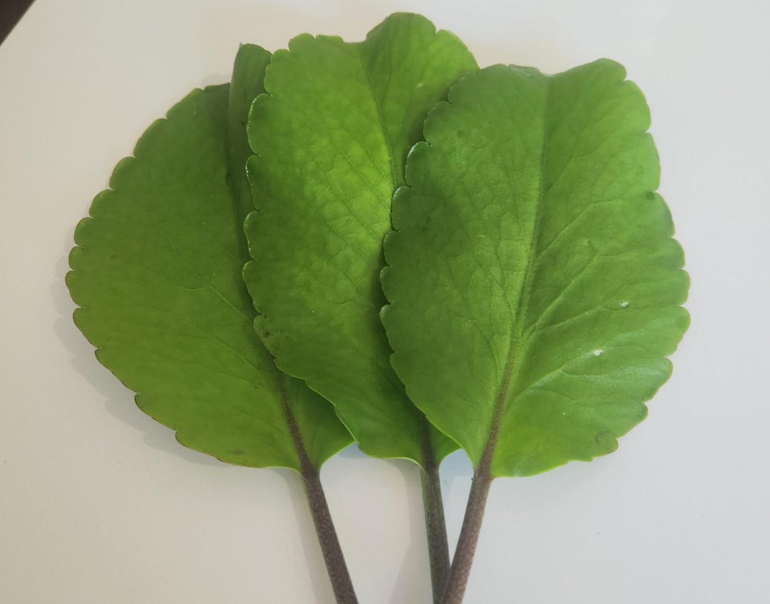 Miracle Leaves/akka Pana Leaves/kalanchoe Pintana/ World Leaf Leaves ...