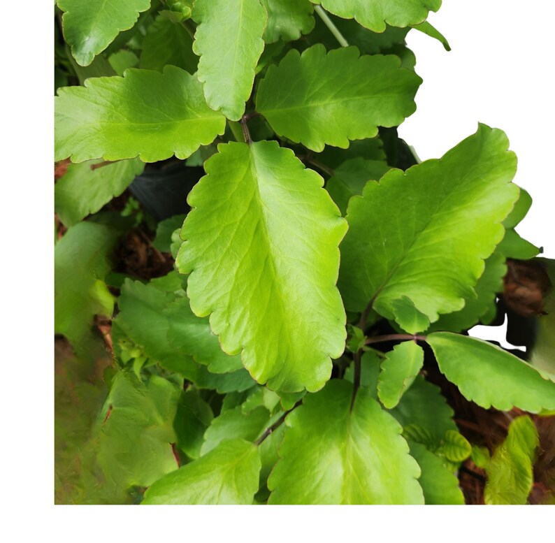 Miracle Leaves/akka Pana Leaves/kalanchoe Pintana/ World Leaf/ Buy With ...