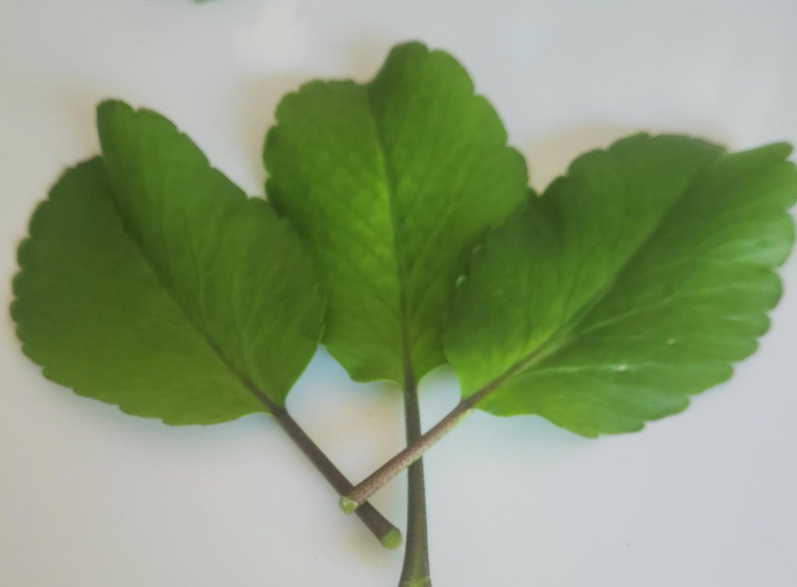 Miracle Leaves/akka Pana Leaves/kalanchoe Pintana/ World Leaf/ Buy With ...