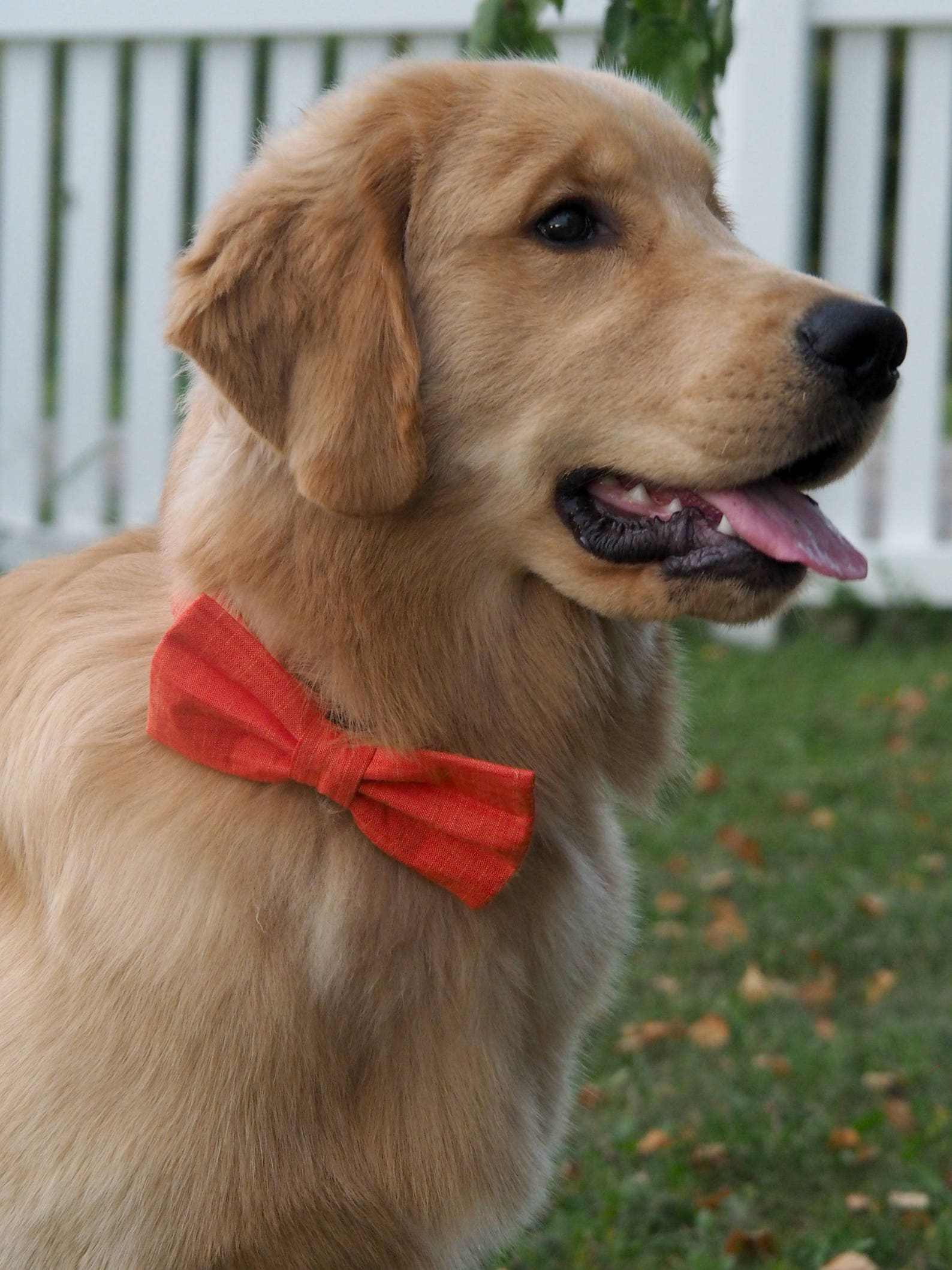 Orange Red Silver Chrome Dog Collar XS Small Medium Large With | Etsy