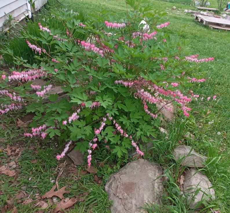 Bleeding Heart Perennial Flower Seeds (dicentra / Lamprocapnos ...