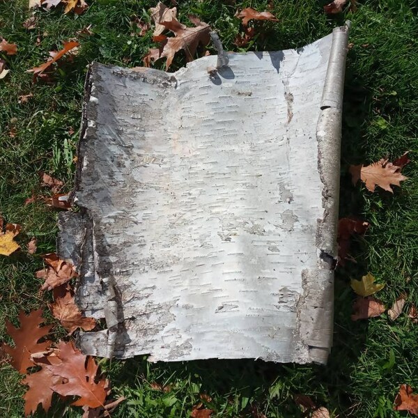 Birch Bark Sheets - Etsy