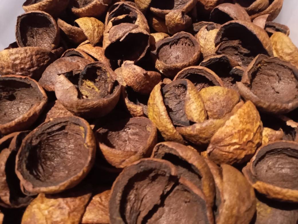 CLEARANCE! Organic Dried Black Walnuts Hulls - Choose Weight - 1oz, 4oz ...