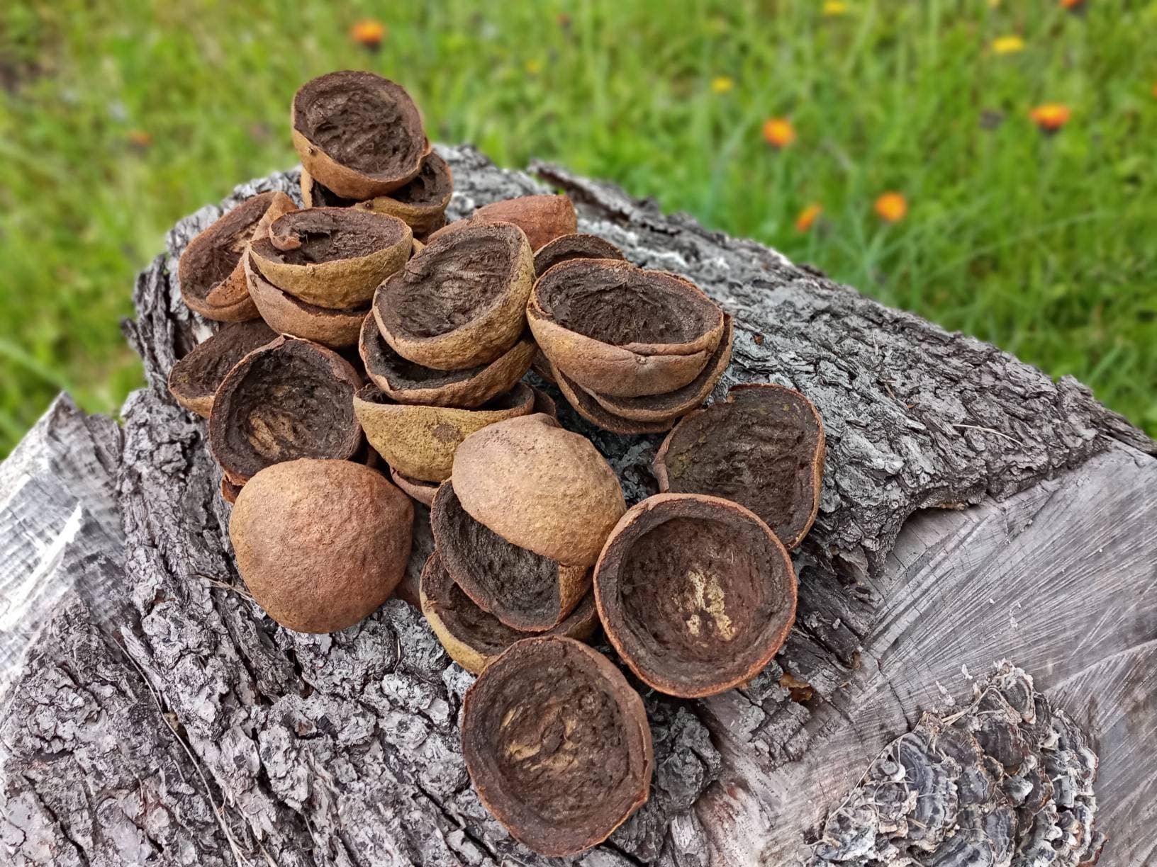 CLEARANCE! Organic Dried Black Walnuts Hulls - Choose Weight - 1oz, 4oz ...