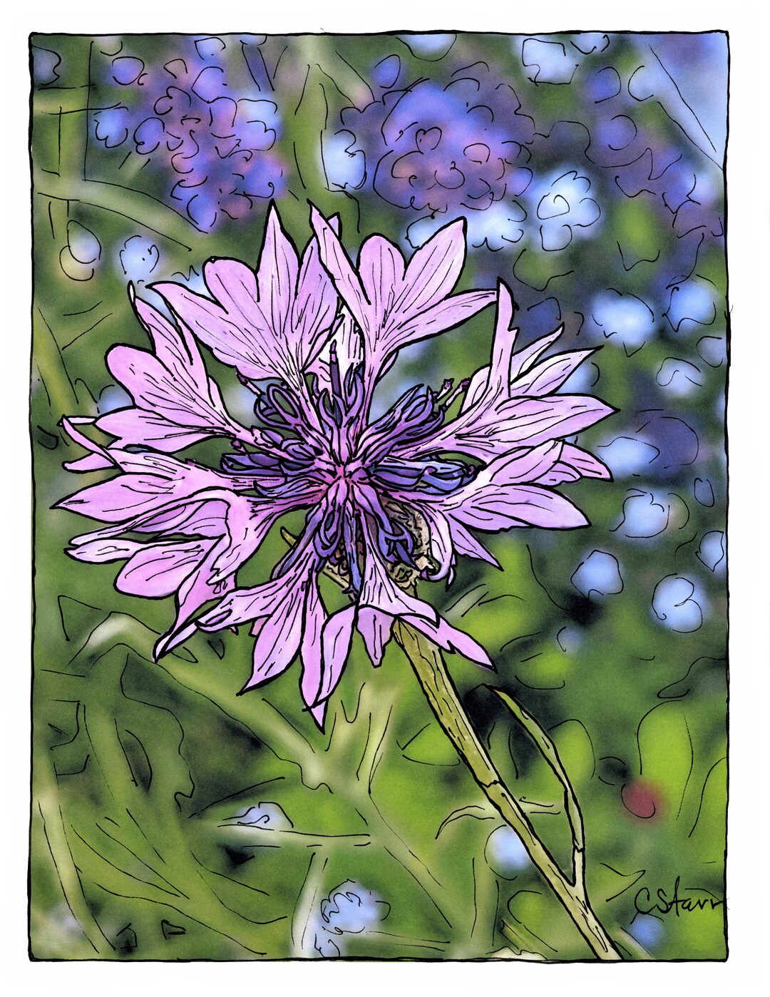 Pink Bachelor Button in the Hummingbird Garden, Altered Photography ...