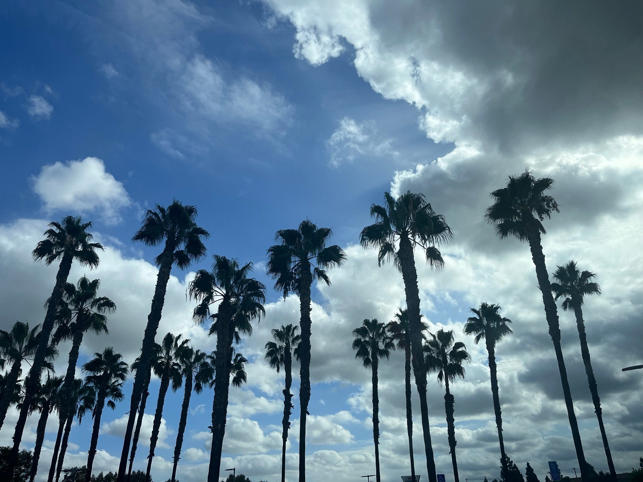 Palm Trees Digital Prints Palm Tree Digital Wall Art - Etsy