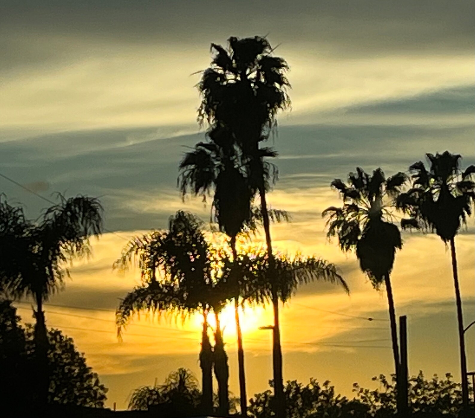 Palm Trees Digital Prints Palm Tree Digital Wall Art - Etsy