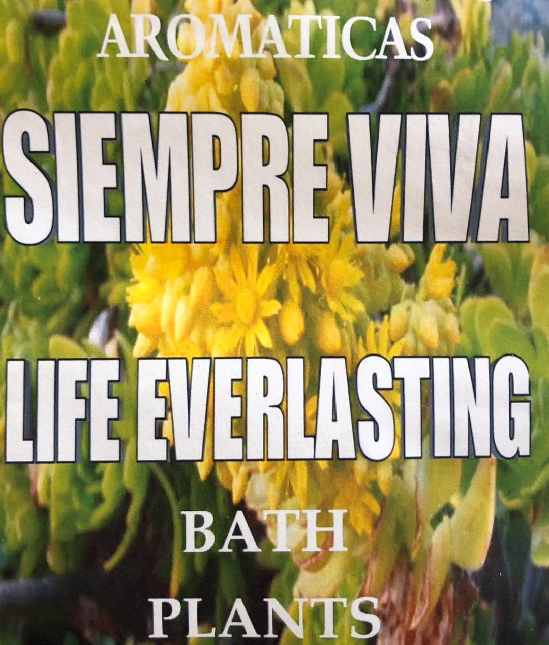 Siempre Viva Everlasting Life Dry Plant Herb Bath 1oz Dry Plant Bath ...
