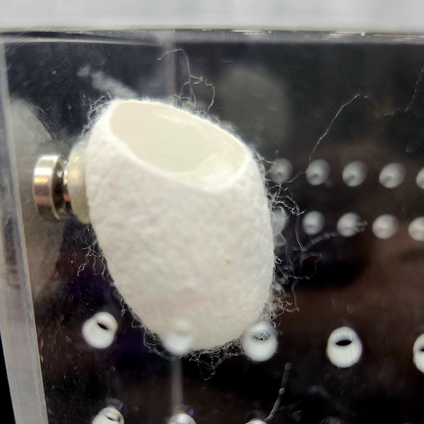 3D Printed Magnetic Pinecone Spider Hide - Etsy