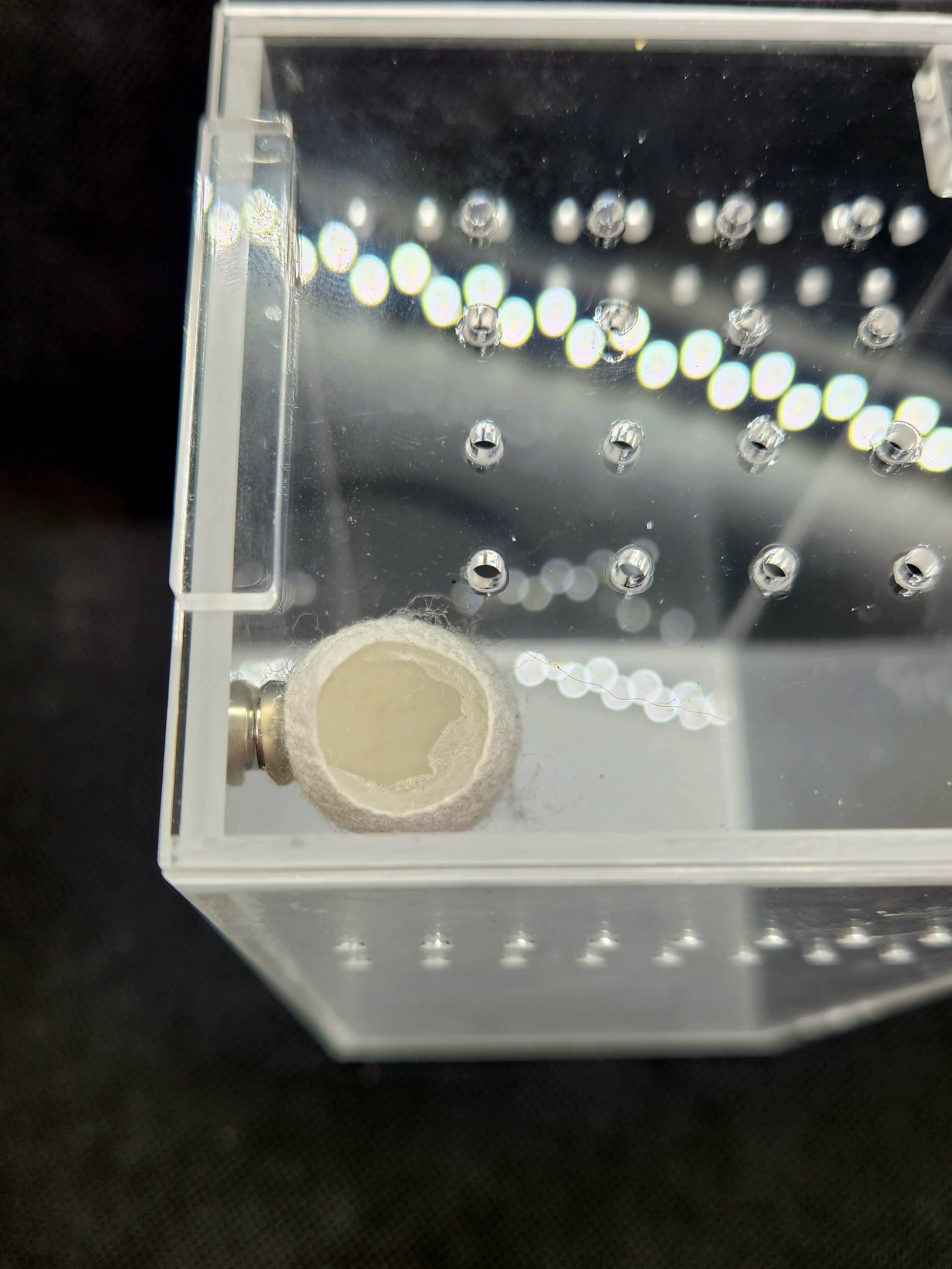 Cute Magnetic Jumping Spider Starter Kit 5 Pieces Pack - Etsy