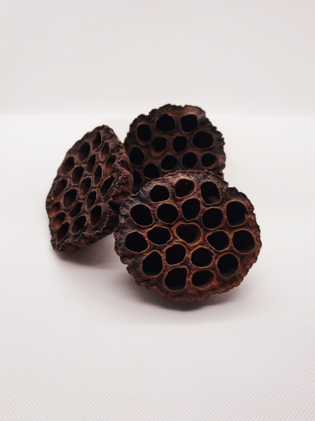 Lotus Pods for Isopod Food/bioactive Vivarium Jumping Spider Hardwood ...