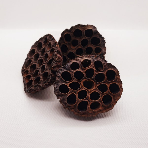 Lotus Pods - Etsy