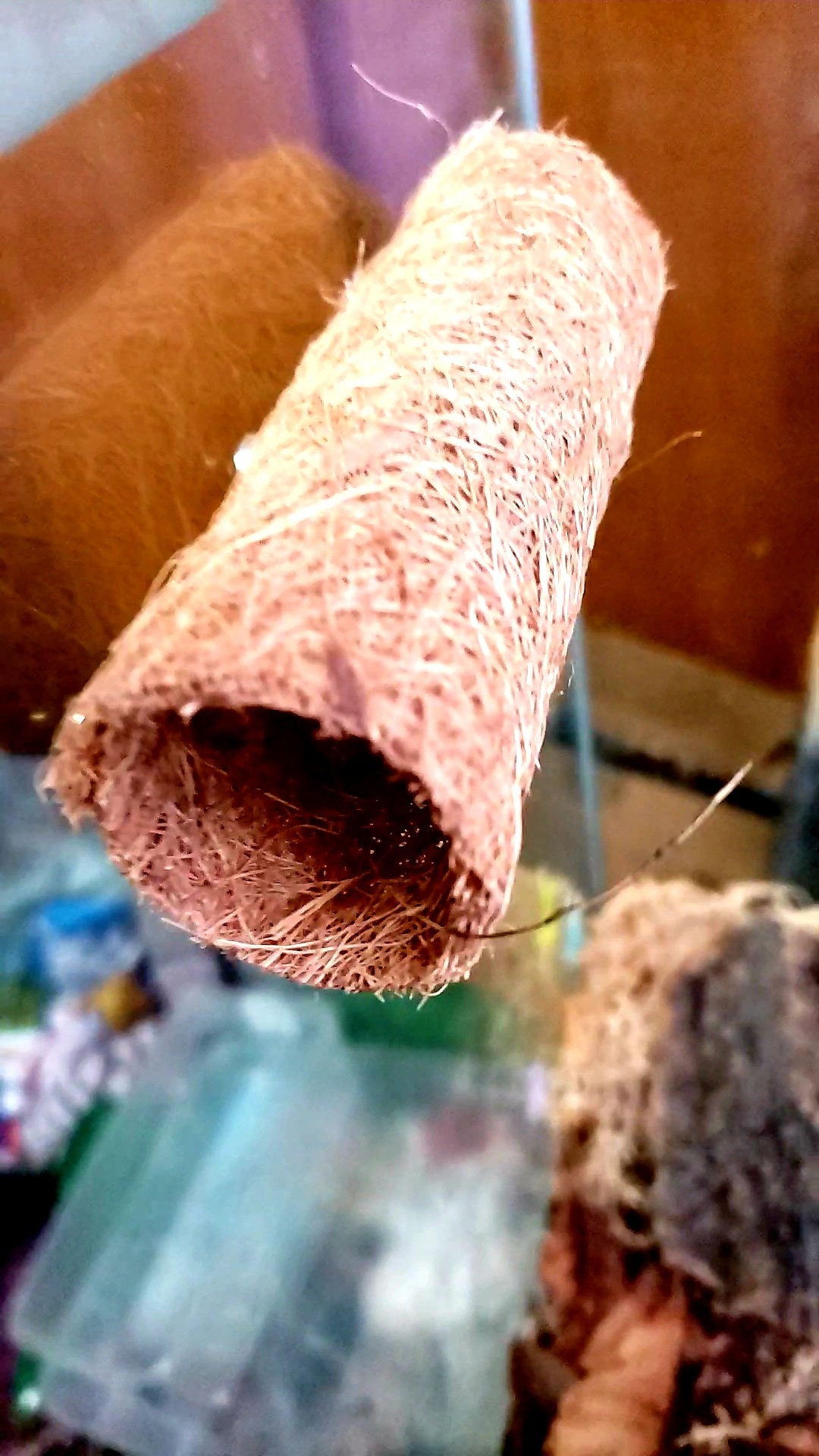 Betta/jumping Spider Tube Hide Aquarium Decor/enclosure Decor - Etsy Canada
