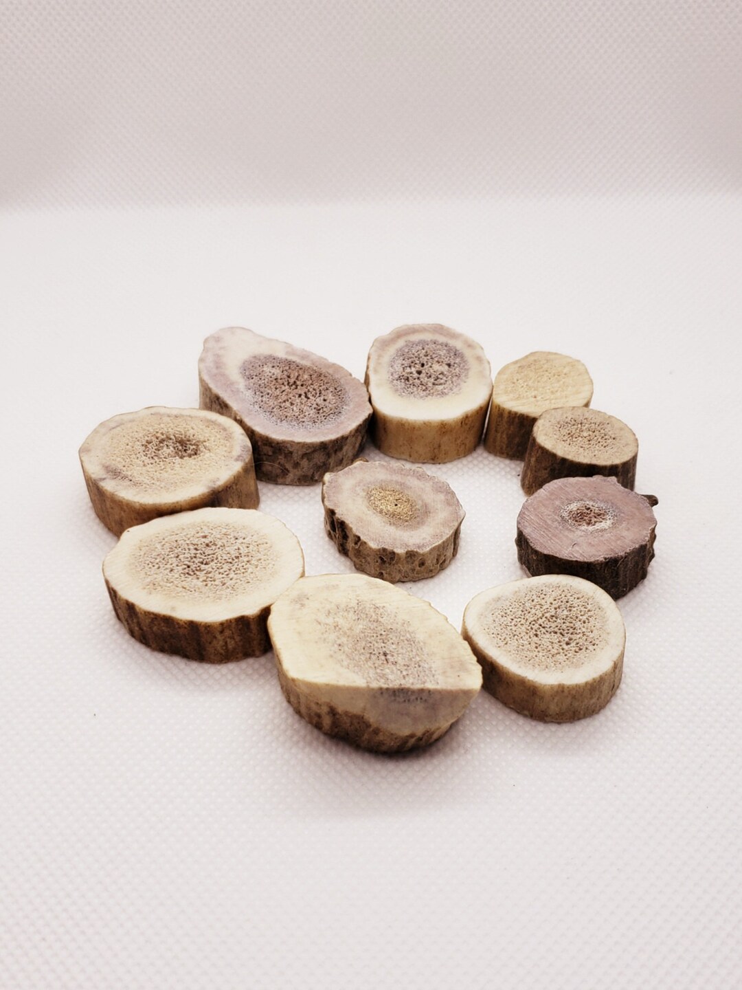 Antler Coin for Isopod, Snail, Reptile and Invert Calcium Phosphorous ...