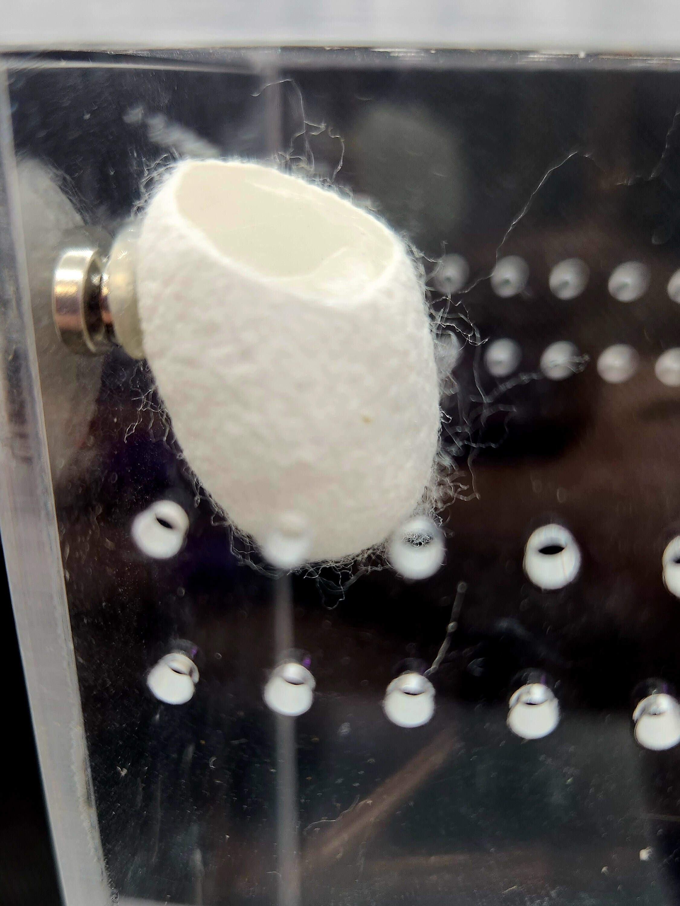 Cute Magnetic Jumping Spider Starter Kit 5 Pieces Pack - Etsy