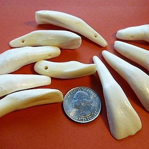Genuine Buffalo Teeth for Jewelry Art Unique Craft Costume Bulk White ...