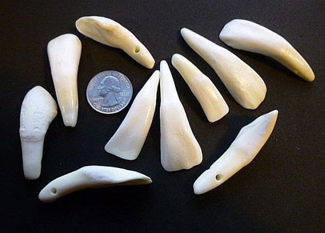Genuine Buffalo Teeth for Jewelry Art Unique Craft Costume - Etsy