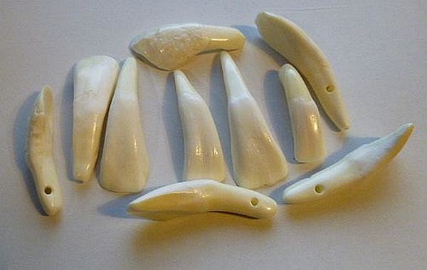 Genuine Buffalo Teeth for Jewelry Art Unique Craft Costume - Etsy
