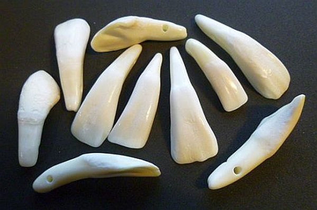 Genuine Buffalo Teeth for Jewelry Art Unique Craft Costume Bulk White ...