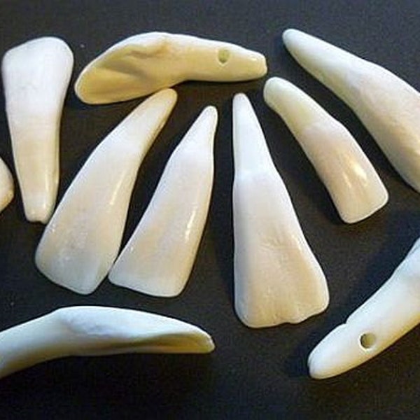 Elk Teeth - Etsy