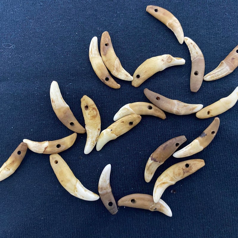 Animal Teeth - Etsy
