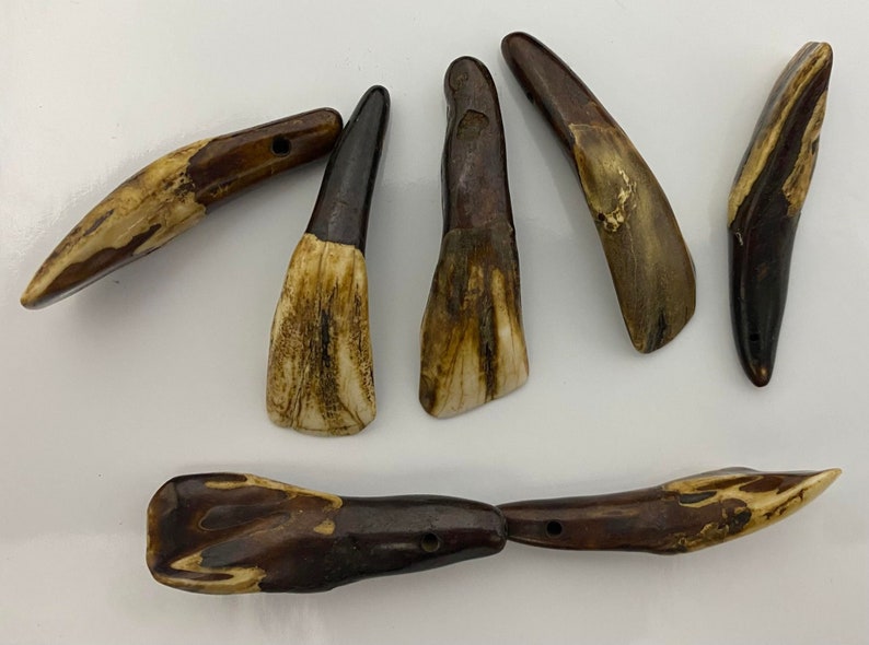 Genuine Buffalo Teeth for Jewelry Art Unique Craft Costume - Etsy