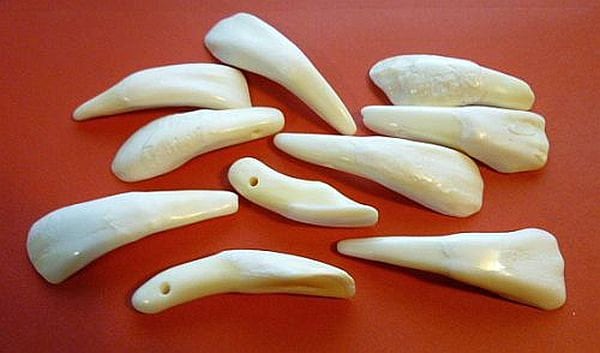 Genuine Buffalo Teeth for Jewelry Art Unique Craft Costume - Etsy